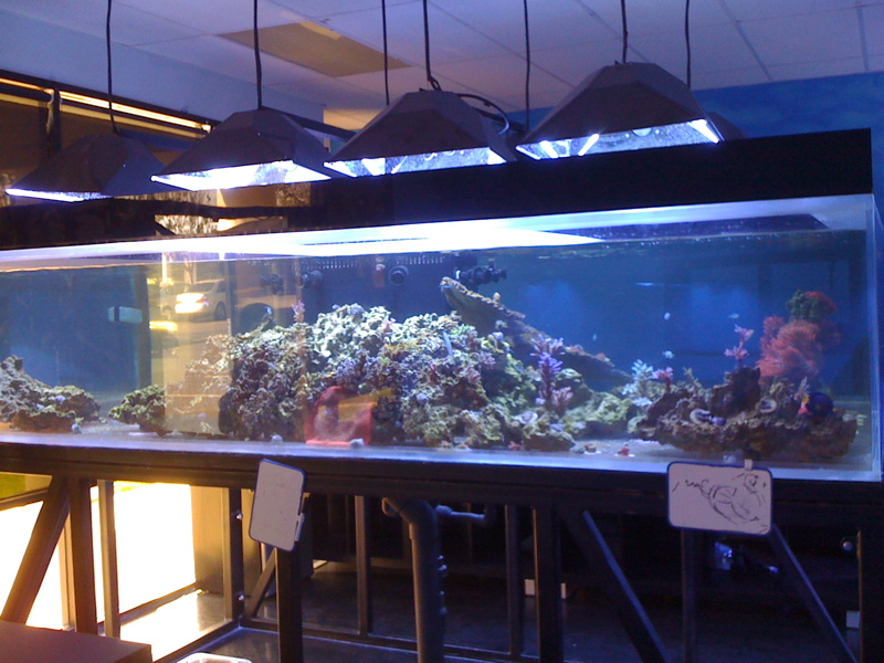 Reef Raft USA plans to set the coral market on fire with some super hot ...