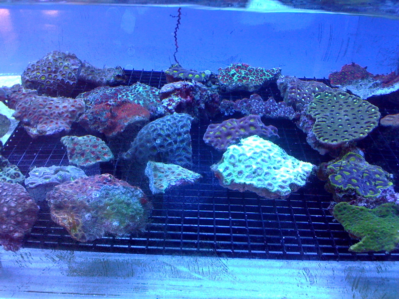 Reef Raft USA plans to set the coral market on fire with some super hot ...