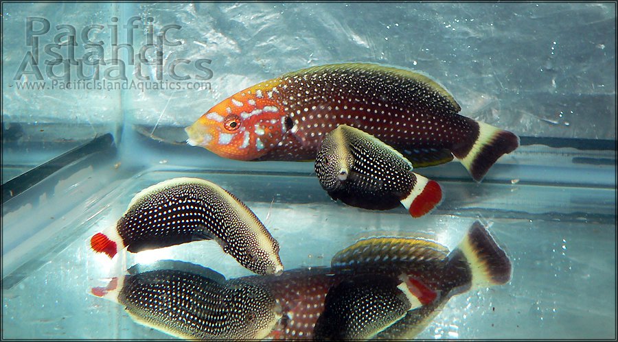 Experienced aquarists consider safeguarding broodstock of endemic ...