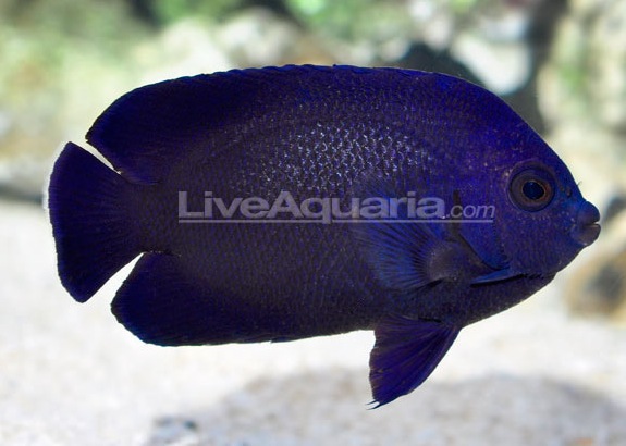 The Blue Velvet Angelfish now *officially* described as Centropyge ...