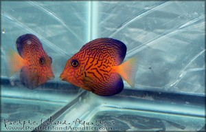 Top 10 Algae Eaters For Reef Tanks | Reef Builders | The Reef and ...