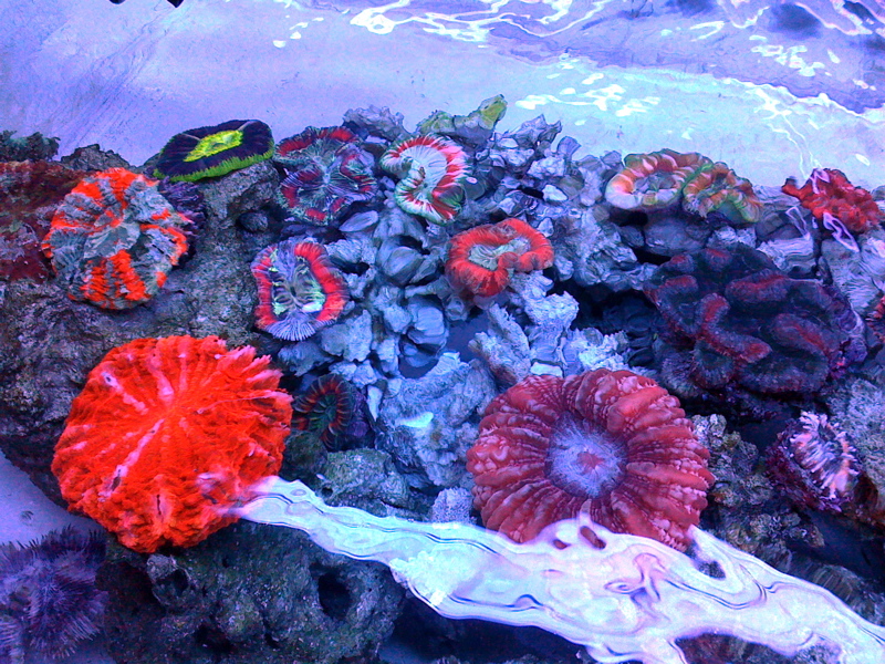 Reef Raft USA plans to set the coral market on fire with some super hot ...