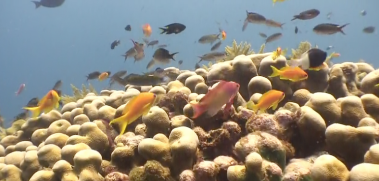 Madagascar coral reefs of the Barren Isles are swarming with fish and ...