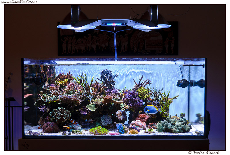 Stunning reef aquarium gets even better after upgrade to Elos Epower ...
