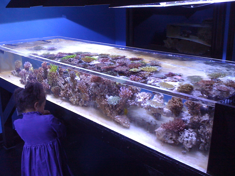 Reef Raft USA plans to set the coral market on fire with some super hot ...