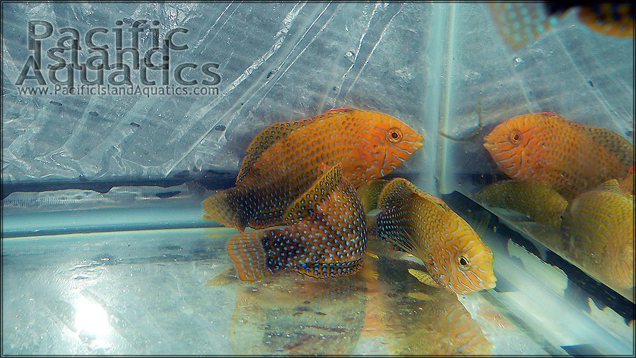 Experienced aquarists consider safeguarding broodstock of endemic ...