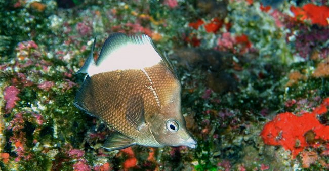 Prognathodes obliquus and P. dichrous are two similar yet unobtainable ...