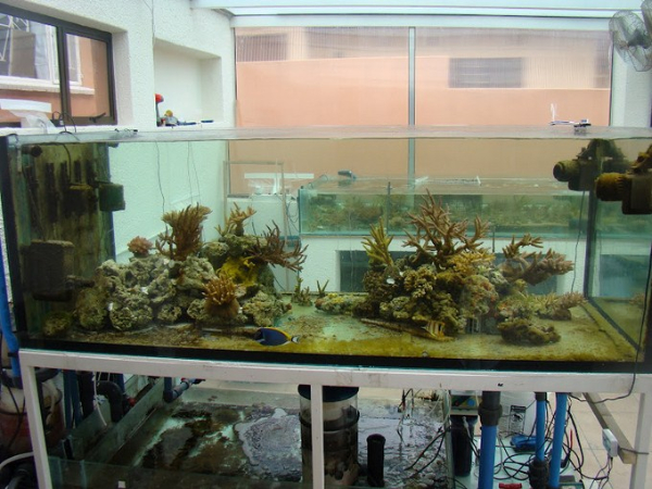 Adee’s reef is a sunlight driven beast from South Africa | Reef ...