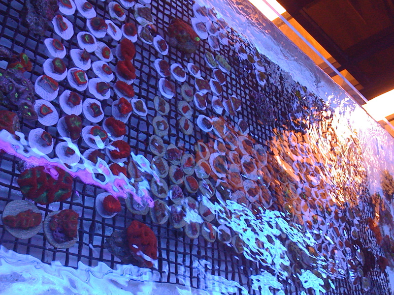 Reef Raft USA plans to set the coral market on fire with some super hot ...