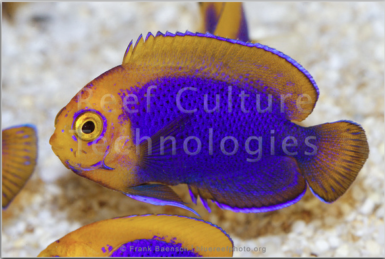 Resplendent Cherubfish is a new captive bred hybrid pygmy angelfish ...