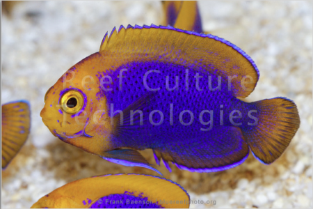 Flameback Cherub Angelfish is a Captive Hybrid Cross from Nebraska ...
