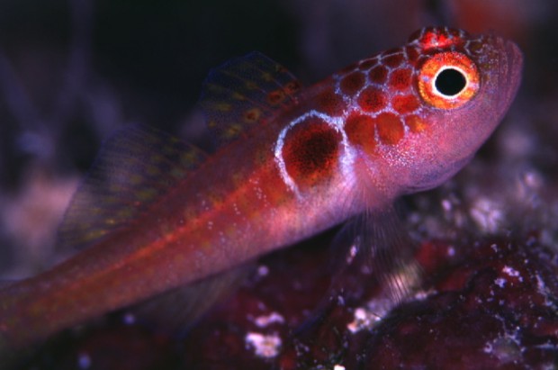 Trimma tauroculum from Palau is a really unique and gorgeous species ...