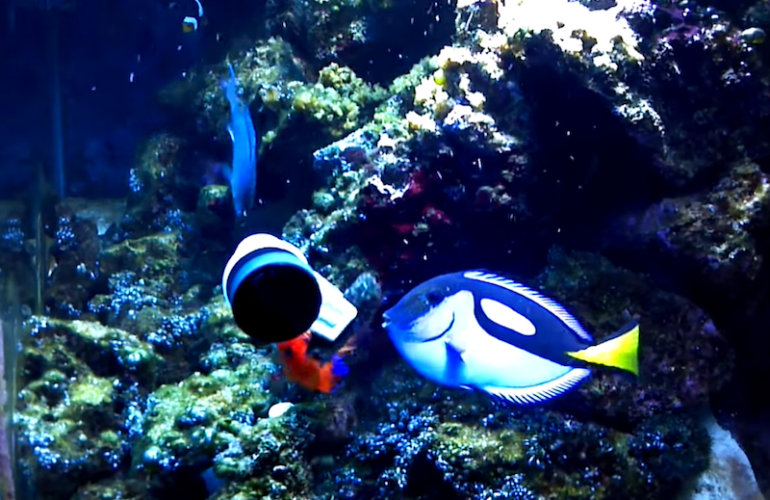 Bandit surgeonfish: Black face regal blue tang is a very interesting ...