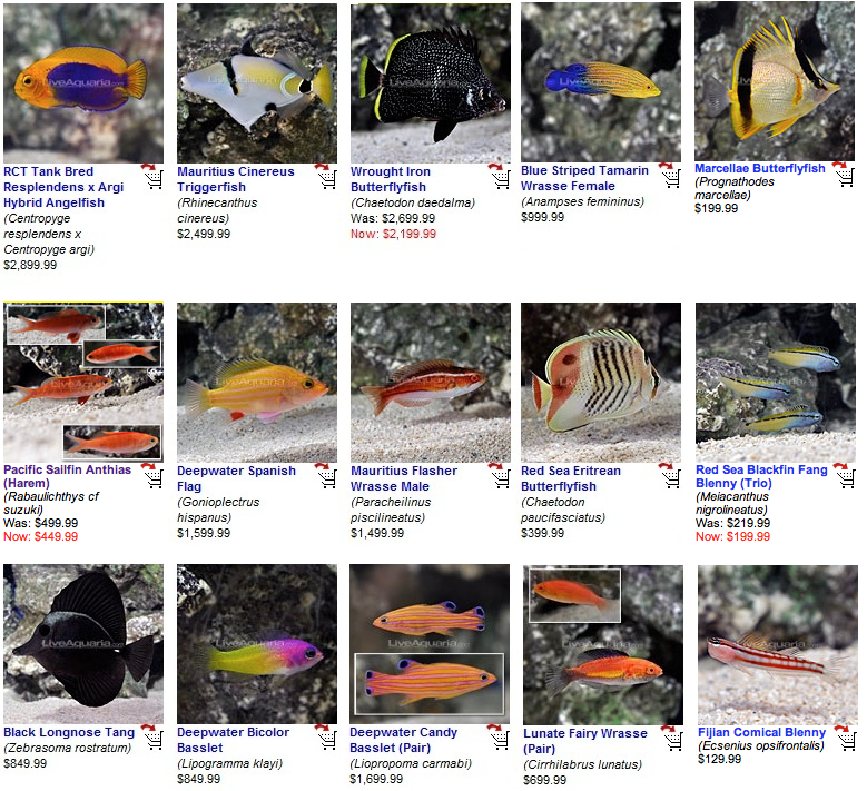 Remarkable collection of rare fish on Diver’s Den proves that ...