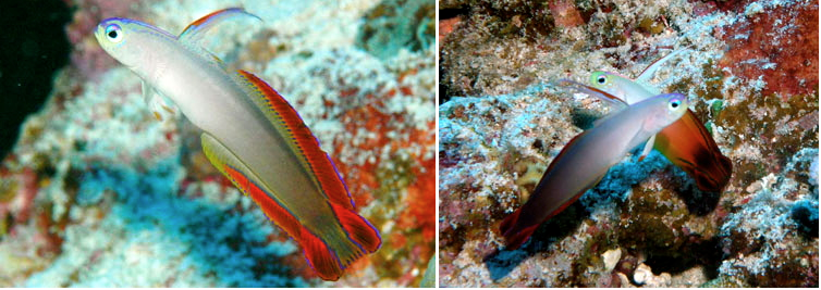 Hybrids between the magnificent firefish and the decorated firefish are ...