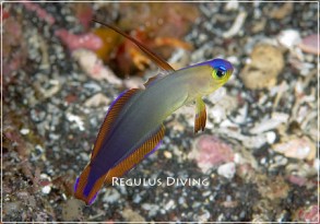 Hybrids between the magnificent firefish and the decorated firefish are ...