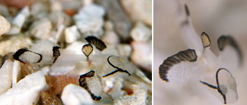 The itsy-bitsy gangly Callogobius gobies are a curious bunch | Reef ...