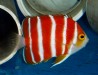 Peppermint Angelfish (Paracentropyge boylei) shows up at Waikiki ...