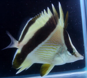 Prognathodes guyanensis pictured up close in this video by B-Box ...