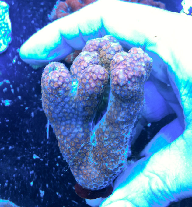Route 66 Marine’s new Australian branching red goniopora has Porites ...