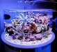 How to Care for SPS Corals | Reef Builders | The Reef and Saltwater ...