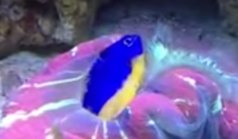 Open brain corals are perfectly capable of catching small healthy reef ...