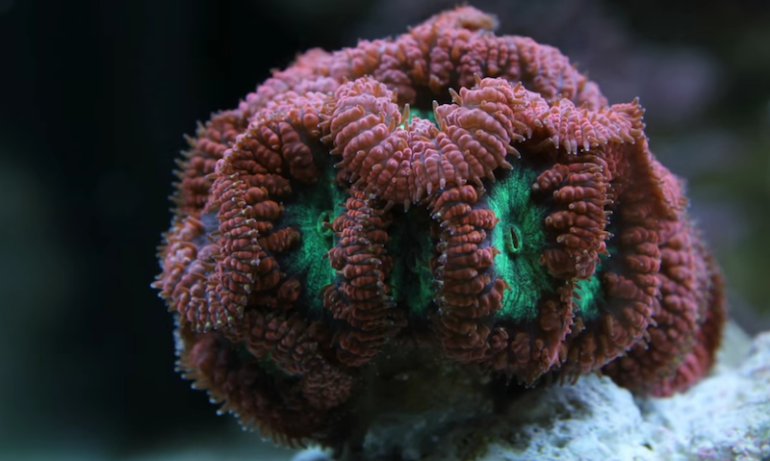 Reef aquarium time lapse video shows behavior of coral polyps | Reef ...