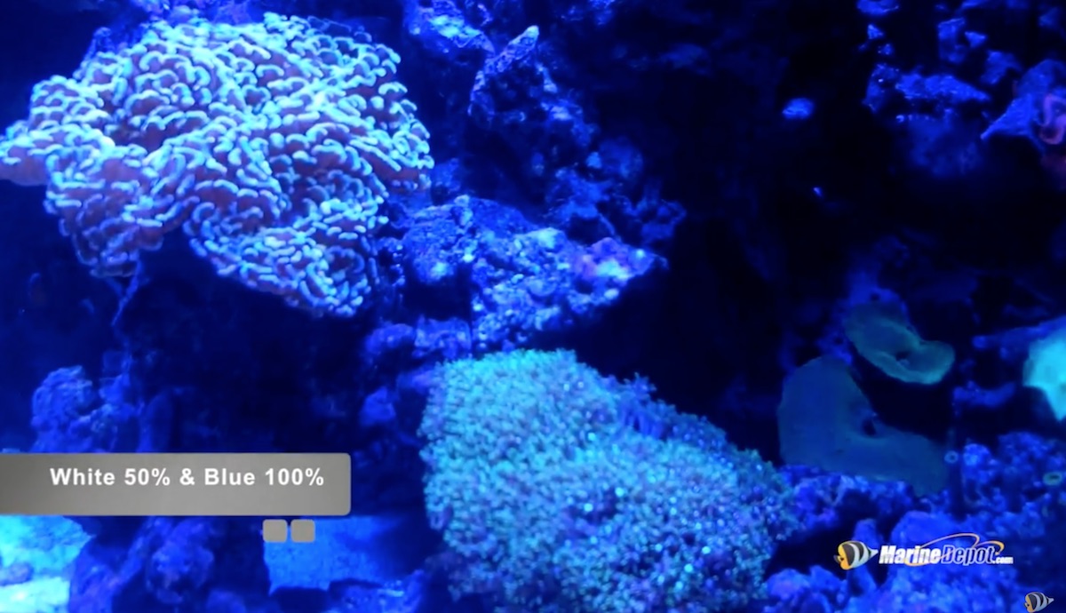 Kessil Tuna Blue possibly the star of Marine Depot’s New LED Light ...