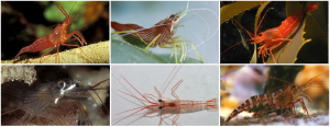 The genus Lysmata contains a lot more species of cleaner shrimps than ...