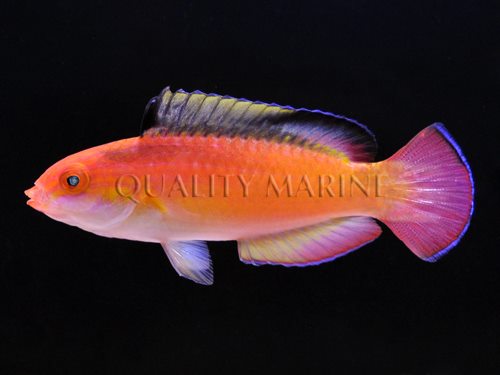 Quality Marine’s new “Collector Series” fish | Reef Builders | The Reef ...