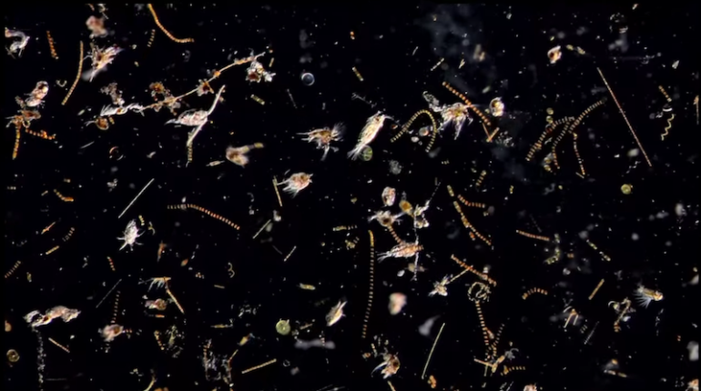 TEDed: The Secret Life of Plankton | Reef Builders | The Reef and ...