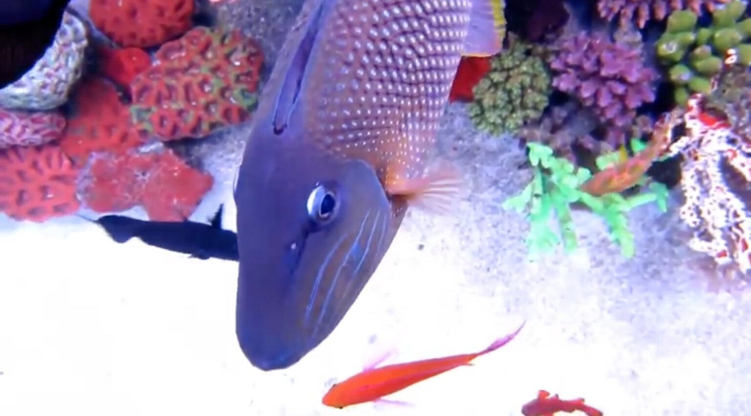 Top down look of Chingchai’s amazing corals and fish | Reef Builders ...