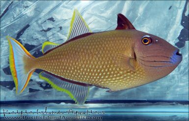 Pacific Island Aquatics unleashes pictures of a beautiful real life ...