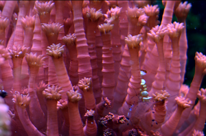 Incredible red Goniopora going strong after three years and multiple ...