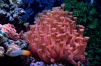 Incredible red Goniopora going strong after three years and multiple ...
