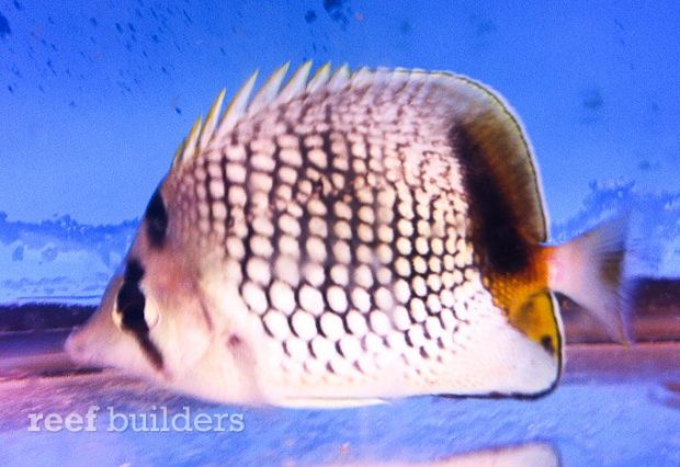 Wild hybrid Chaetodon from Aqua Terra looks like an inverted wrought iron butterflyfish | Reef ...