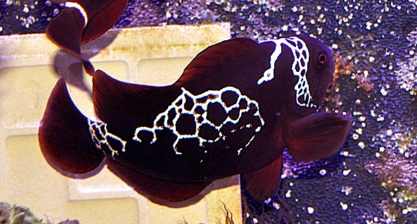 Lightning Maroon Clownfish spawns its first clutch of eggs | Reef ...