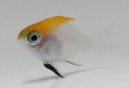 Todd Gardner is breeding success with AlgaGen Copepods & 20,000 Gallons ...