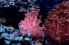 Incredible red Goniopora going strong after three years and multiple ...