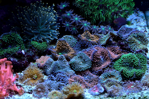 Incredible red Goniopora going strong after three years and multiple ...