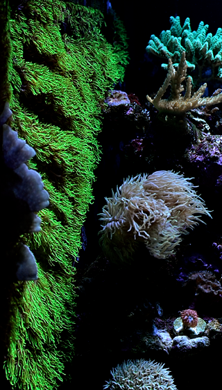 Incredible red Goniopora going strong after three years and multiple ...