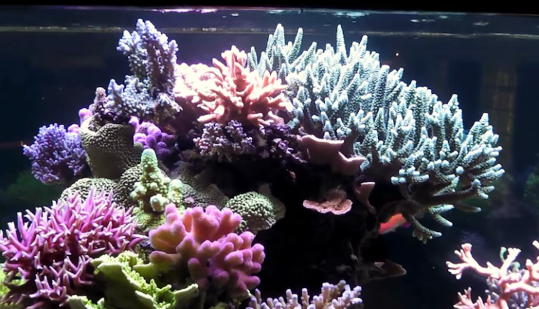 Estherea reef video shows that the Dutch are some of the best reefers ...