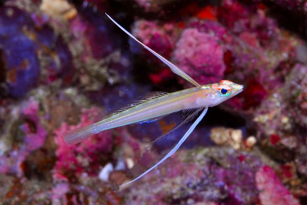 Pseudanthias micah, candy striper clingfish and other new species ...