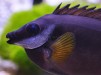 Black Foxface, Siganus niger: you haven’t seen a rabbitfish like this ...