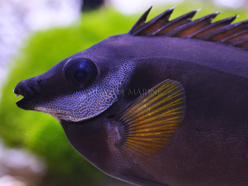 Black Foxface, Siganus niger: you haven’t seen a rabbitfish like this ...