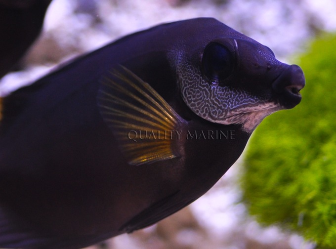 Black Foxface, Siganus niger: you haven’t seen a rabbitfish like this ...