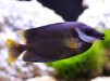Black Foxface, Siganus niger: you haven’t seen a rabbitfish like this ...
