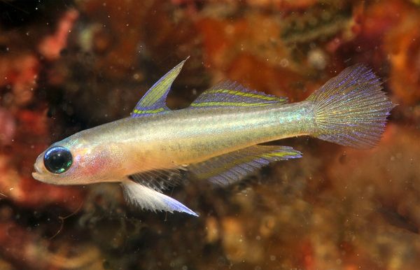 Pseudanthias micah, candy striper clingfish and other new species ...