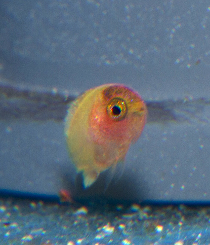 Captive bred Lipogramma klayi successfully raised by Todd Gardner ...