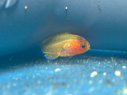 Captive bred Lipogramma klayi successfully raised by Todd Gardner ...